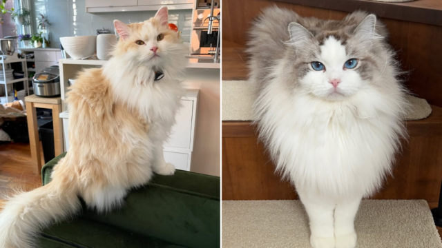 6 Key Differences Between RagaMuffin and Ragdoll - Cats Chef 6 Key Differences Between RagaMuffin and Ragdoll - Cats Chef