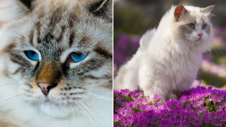 6 Key Differences Between RagaMuffin and Ragdoll - Cats Chef 6 Key Differences Between RagaMuffin and Ragdoll - Cats Chef