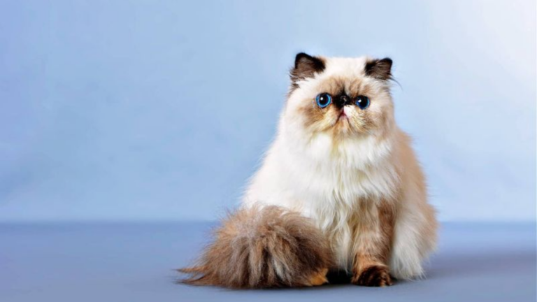 7 Ancient Cat Breeds That Were Loved, Worshipped, and Revered ...