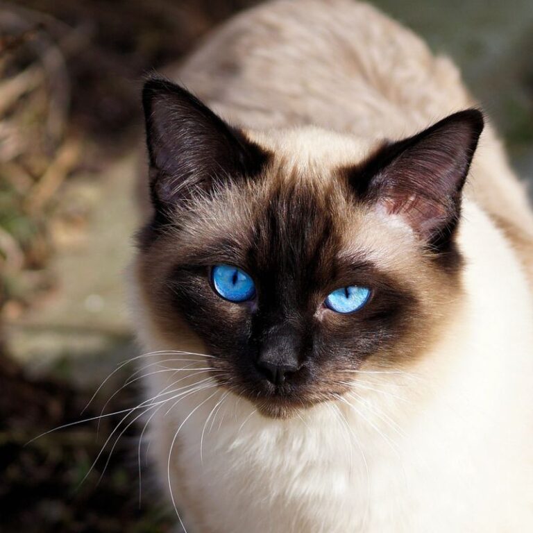 12 Gorgeous Cat Breeds That Look Like They Belong in a Royal Palace