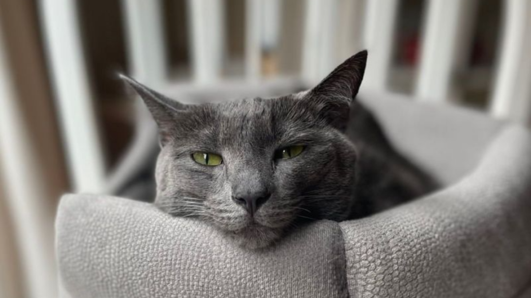 10 Telltale Signs Your Cat Is Bored (And How to Fix It)