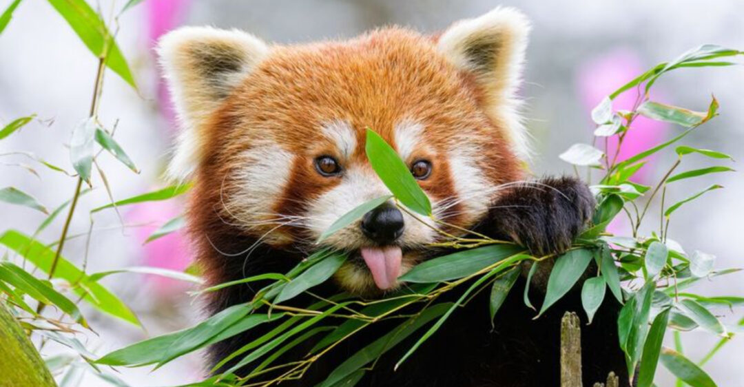 7 Unique Animals That Thrive on a Bamboo Diet