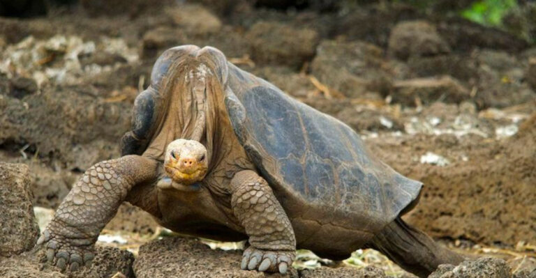 8 Extraordinary Animals That Are the Sole Survivors of Their Kind