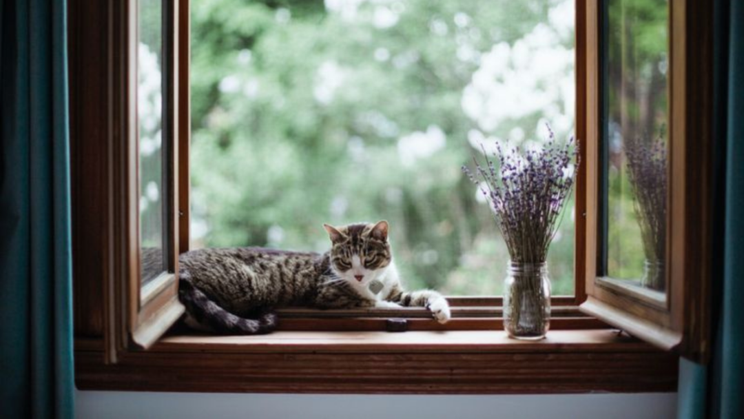 8 Genius Ways to Neutralize Cat Smell and Keep Your Home Fresh