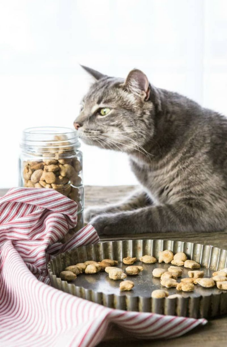 9 Ways to Feed Medicine to Your Cat Without Losing Your Mind
