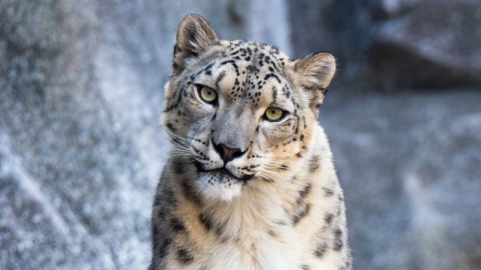 Baby-Faced Assassins: Meet the 10 Deadliest Cats on Earth