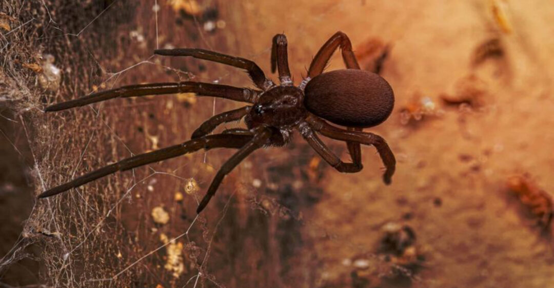 Discover the 8 Biggest Spiders Living in Texas Right Now
