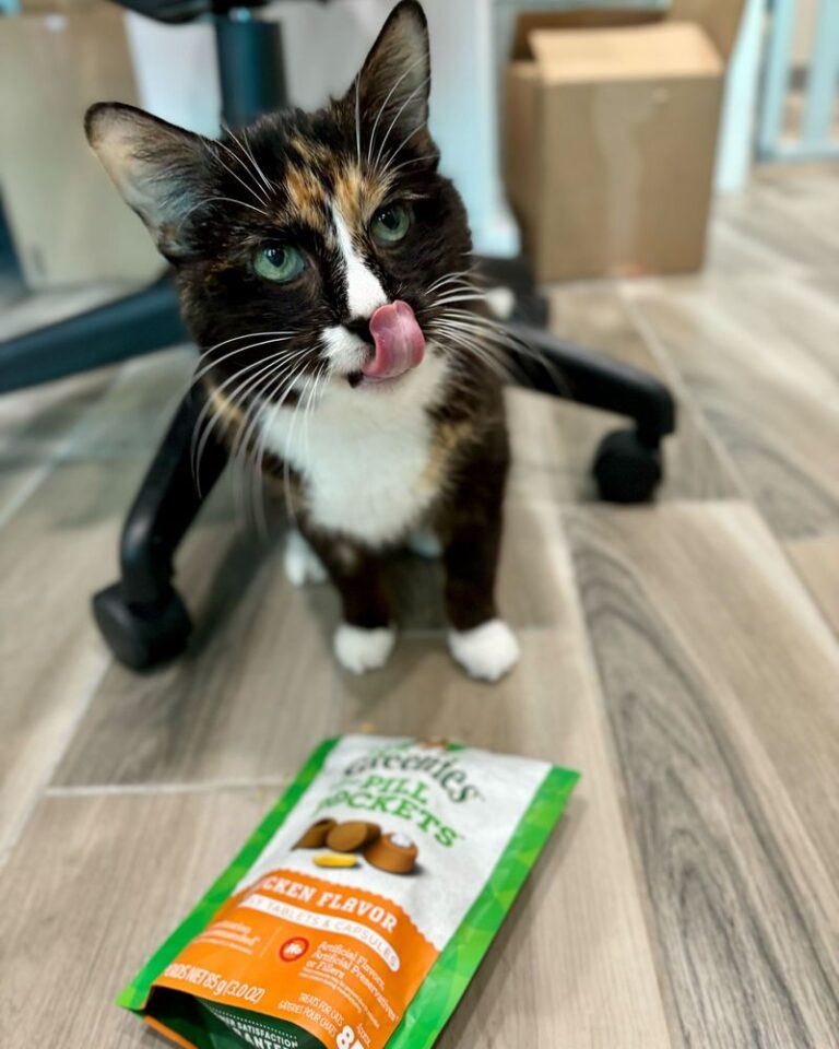 9 Ways to Feed Medicine to Your Cat Without Losing Your Mind