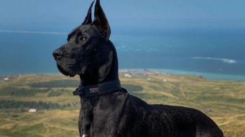 If You Prefer a Quiet Household, Here Are 20 Dog Breeds That Almost ...