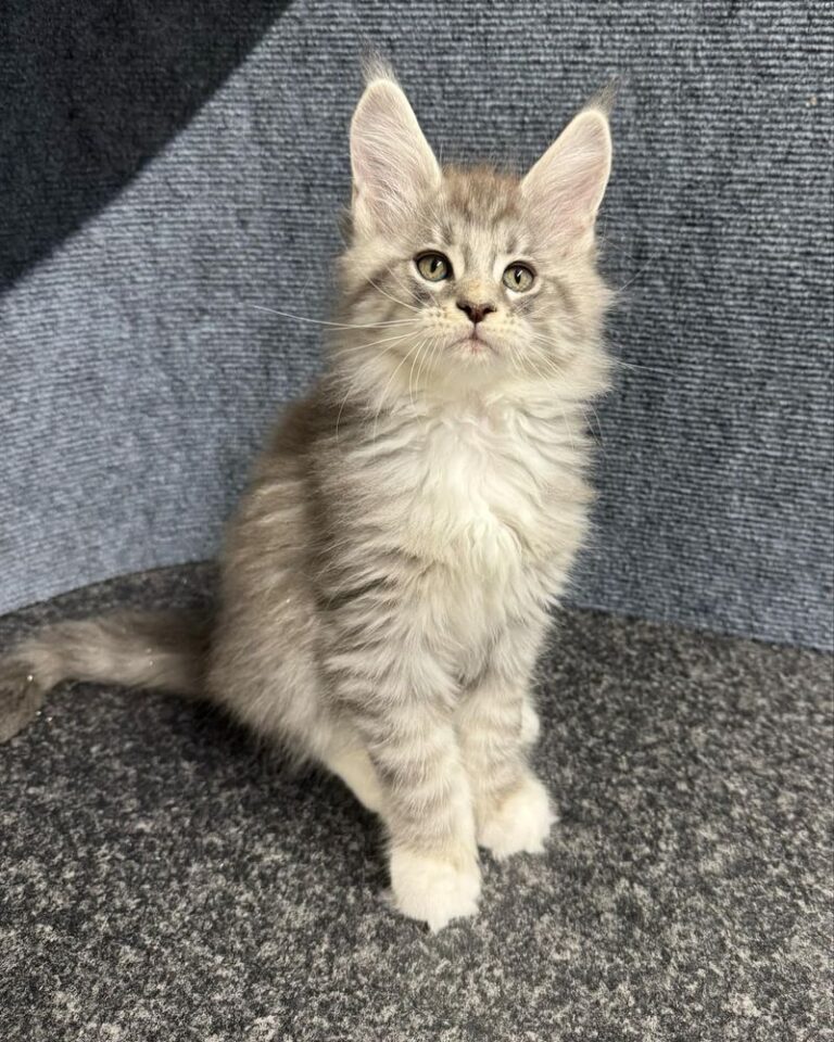 Looking for a Mouse Hunter? Here Are 13 Cat Breeds Perfect for Catching ...