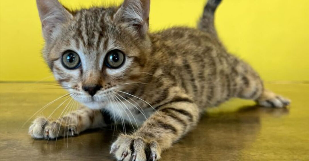 Looking for a Mouse Hunter? Here Are 13 Cat Breeds Perfect for Catching ...
