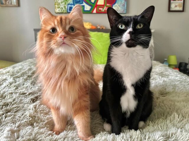 11 Subtle Differences Between Male And Female Cats You Should Know ...
