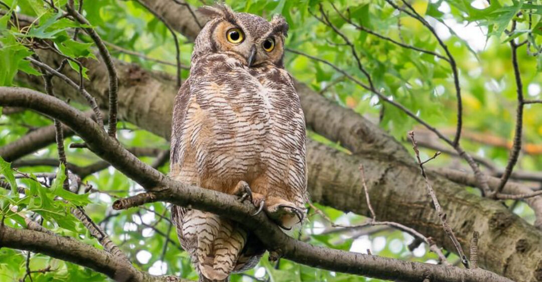 Meet 14 Fiercely Independent Animals That Thrive Without a Crowd