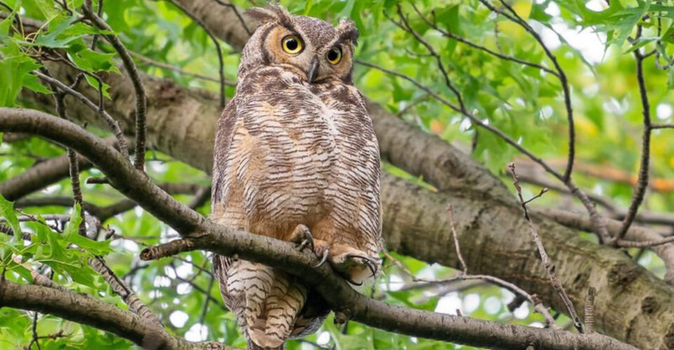 Meet 14 Fiercely Independent Animals That Thrive Without a Crowd