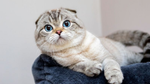 Meet the World’s 12 Most Intelligent Cat Breeds — Their Cleverness Will ...