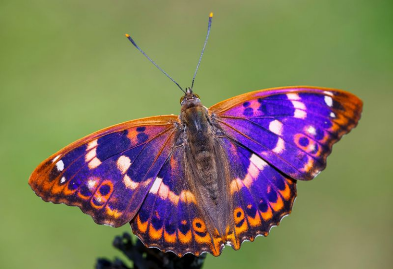 12 Extremely Rare Butterflies from Around the World That Redefine the ...