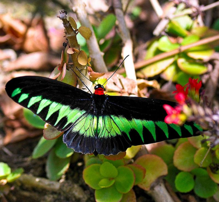 12 Extremely Rare Butterflies from Around the World That Redefine the ...