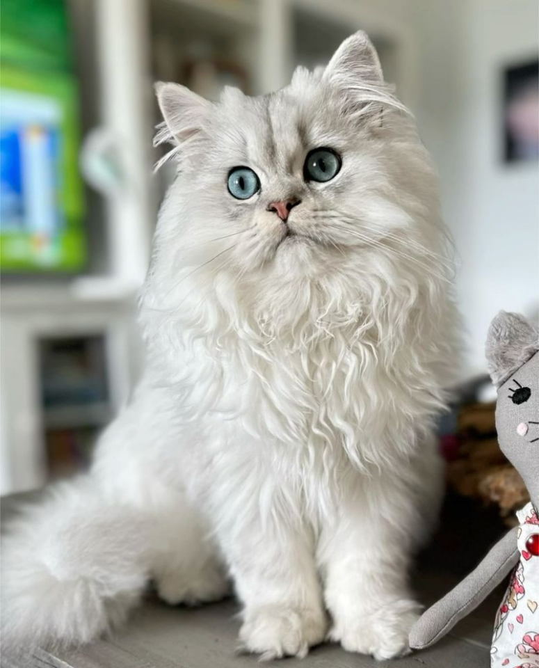 15 Luxurious Cat Breeds That Come With a Hefty Price Tag—And Are Worth ...
