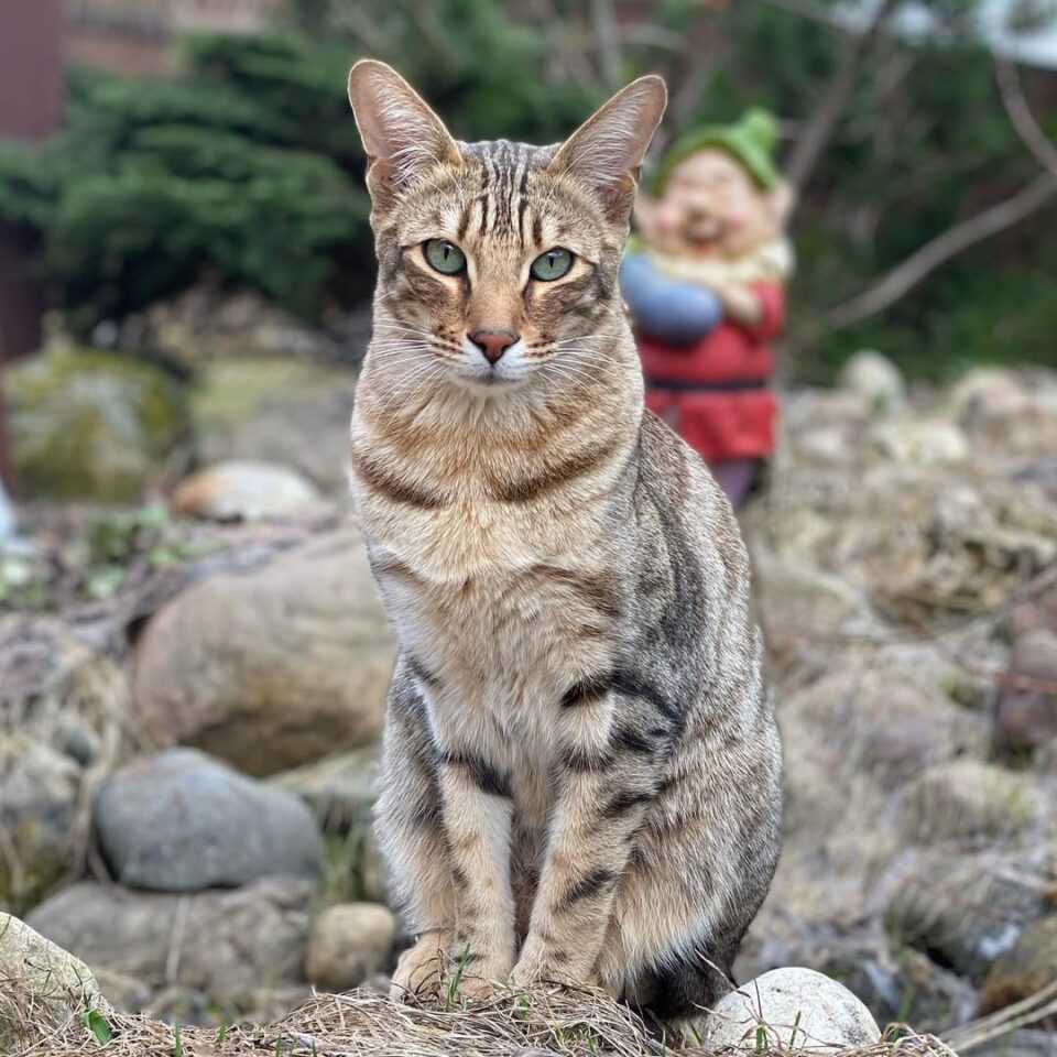 20 Rare Cat Breeds You’ve Probably Never Heard Of