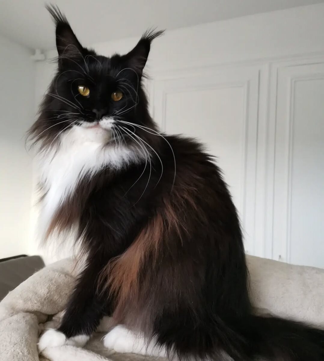 13 Beautiful Black and White Cat Breeds That Will Steal Your Heart ...