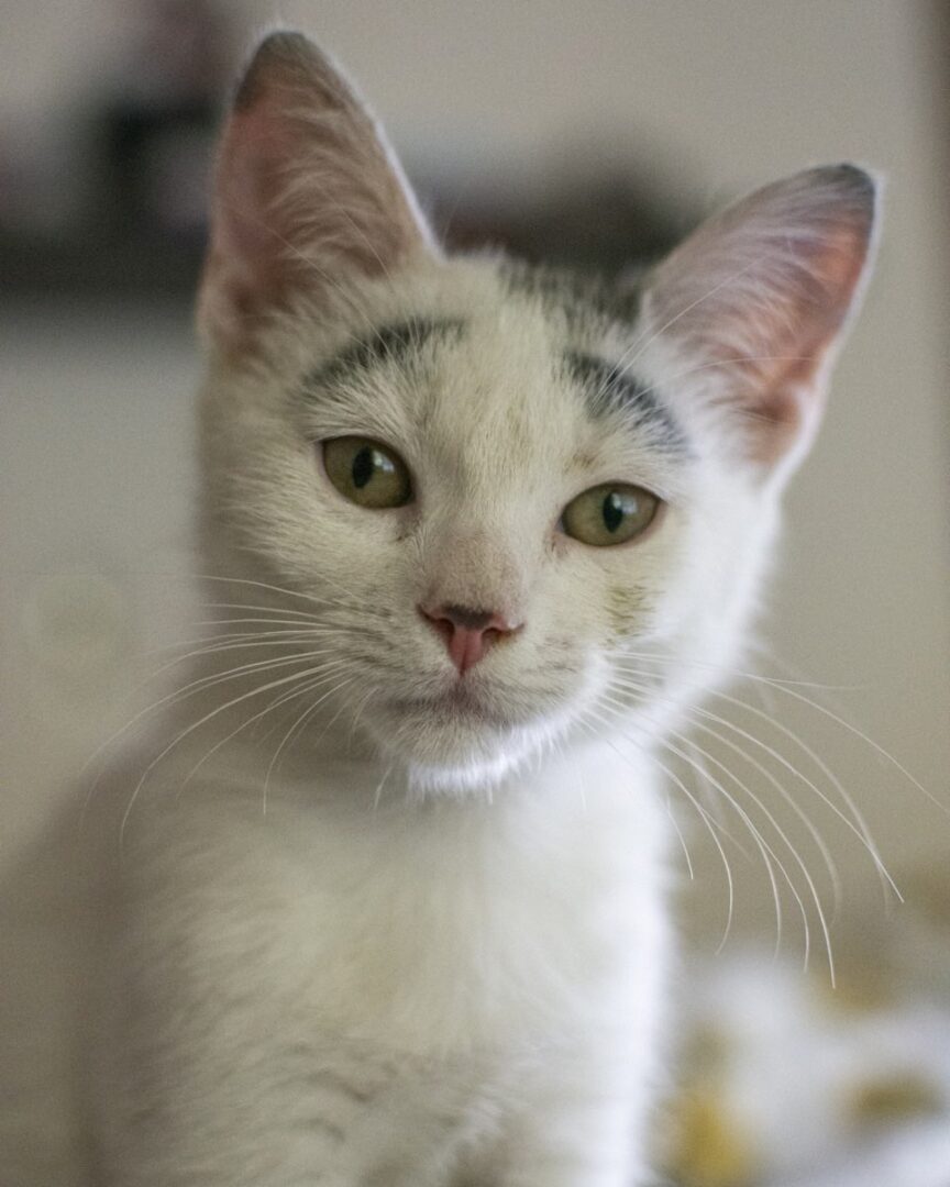 Cats With Absolutely Unique And Cute Markings