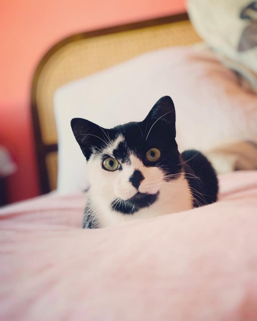 Cats With Absolutely Unique And Cute Markings