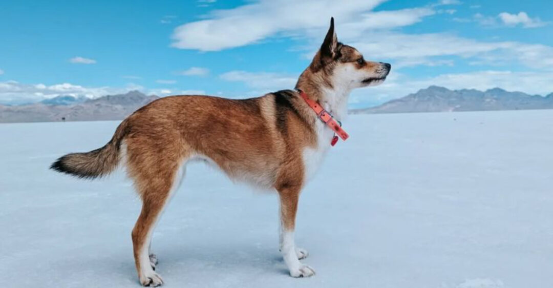 The 10 Most Endangered Dog Breeds That At Risk Of Disappearing Forever