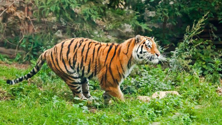 The 12 Fastest Cats That Take the Lead in Nature’s Race