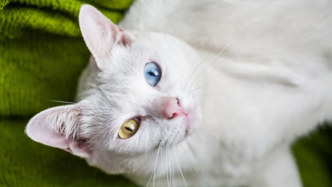 The 14 Most Unusual and Unique Cat Breeds You Need to Know About
