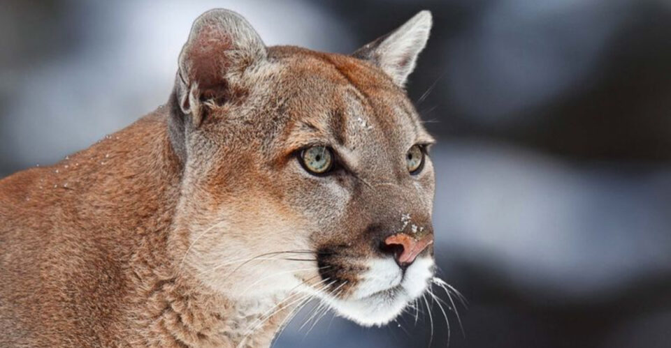The 15 Biggest Wild Cats in the World by Weight
