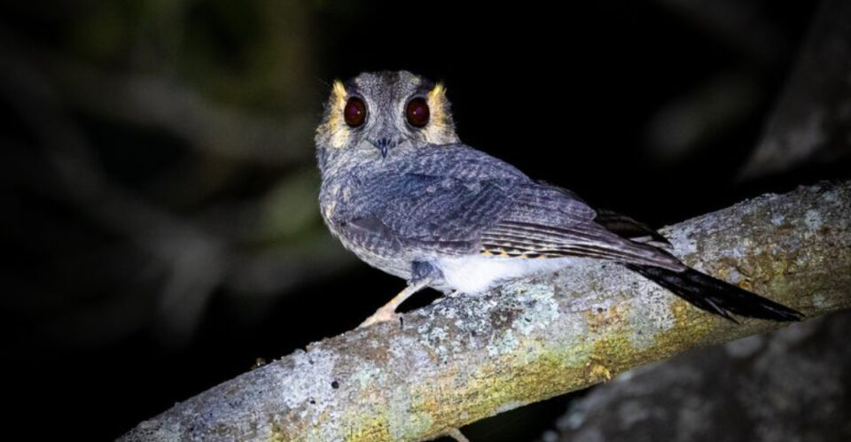 The 13 Rarest Birds Alive and Where to Find Them Today