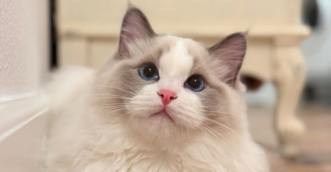 The 17 Longest-Living Cat Breeds Revealed by an Expert — Meet the ...