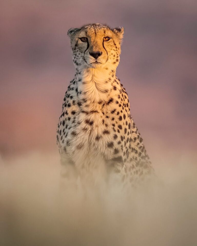 The 12 Fastest Cats That Take the Lead in Nature’s Race