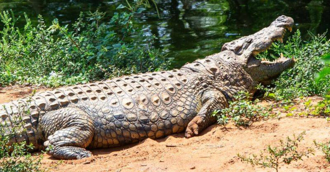 The Best of Both Worlds – 10 Animals That Live and Thrive on Land and ...