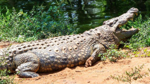 The Best of Both Worlds – 10 Animals That Live and Thrive on Land and ...