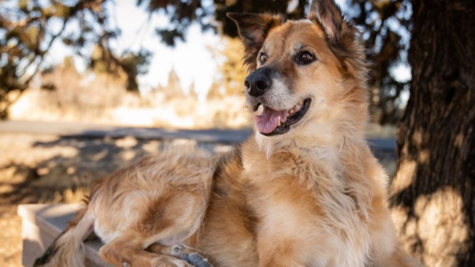The Ultimate Guide to Golden Shepherds: 10 Key Facts About This ...