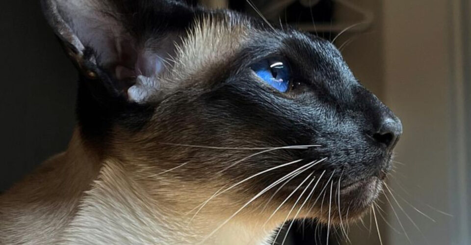 These 10 Beautiful and Rare Cat Fur Patterns Will Amaze Every Cat Lover