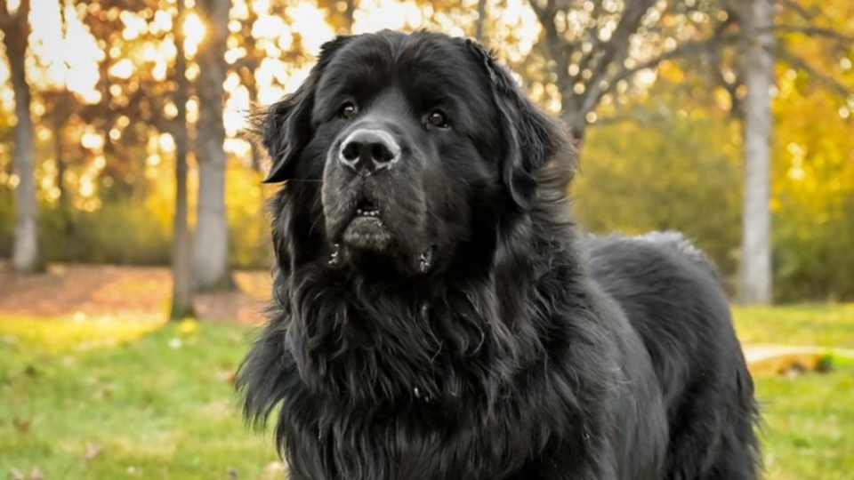 These 10 Most Social Large Dog Breeds Will Be Your New Best (and ...