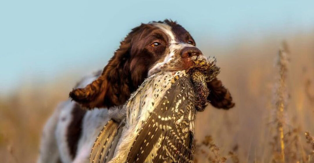 Top 10 Bird Dog Breeds Every Avid Hunter Needs by Their Side for the ...
