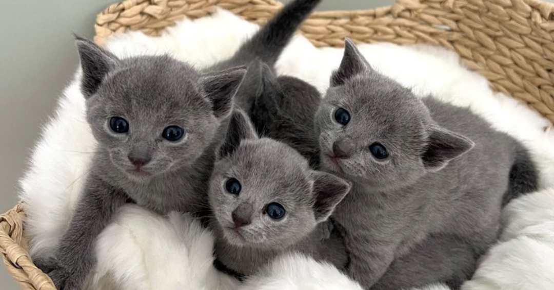 Want a Budget-Friendly Feline Friend? Here Are the 13 Most Affordable ...