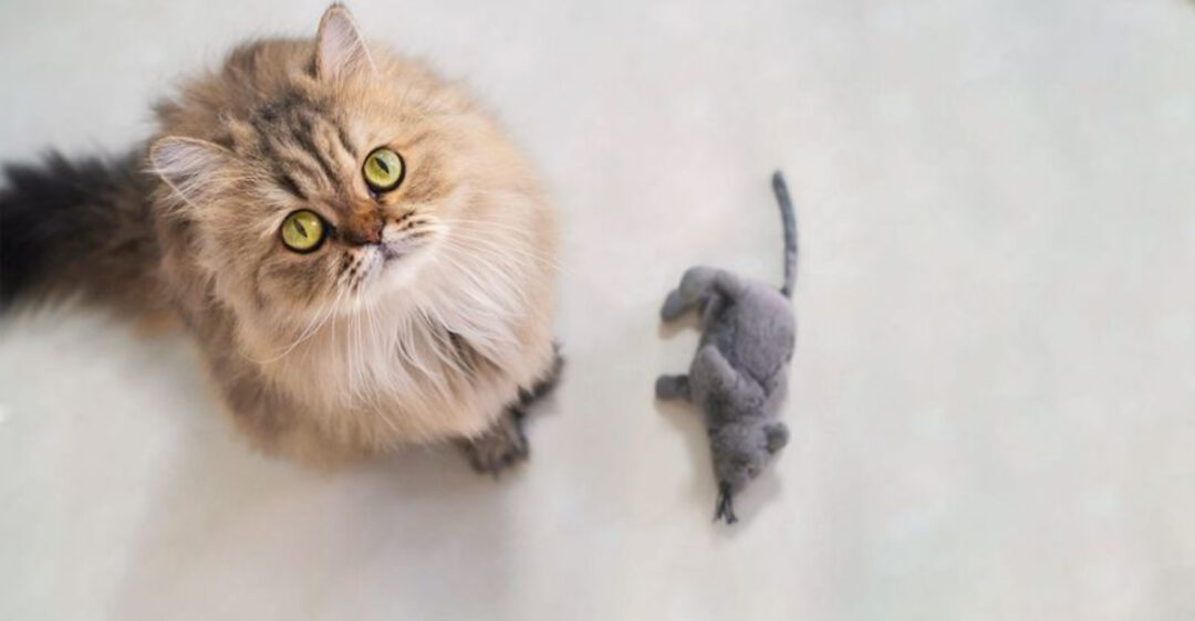 Why Do Cats Bring Gifts to Humans? 10 Surprising Reasons Explained