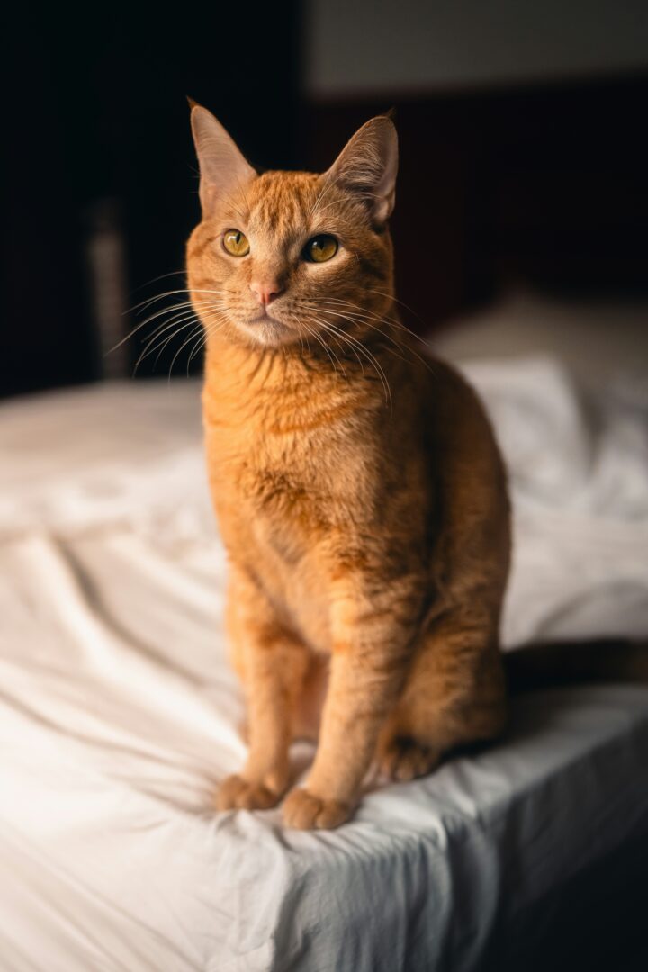 Why Orange Cats Tend to Be Male: The Fascinating Genetics Behind Their ...