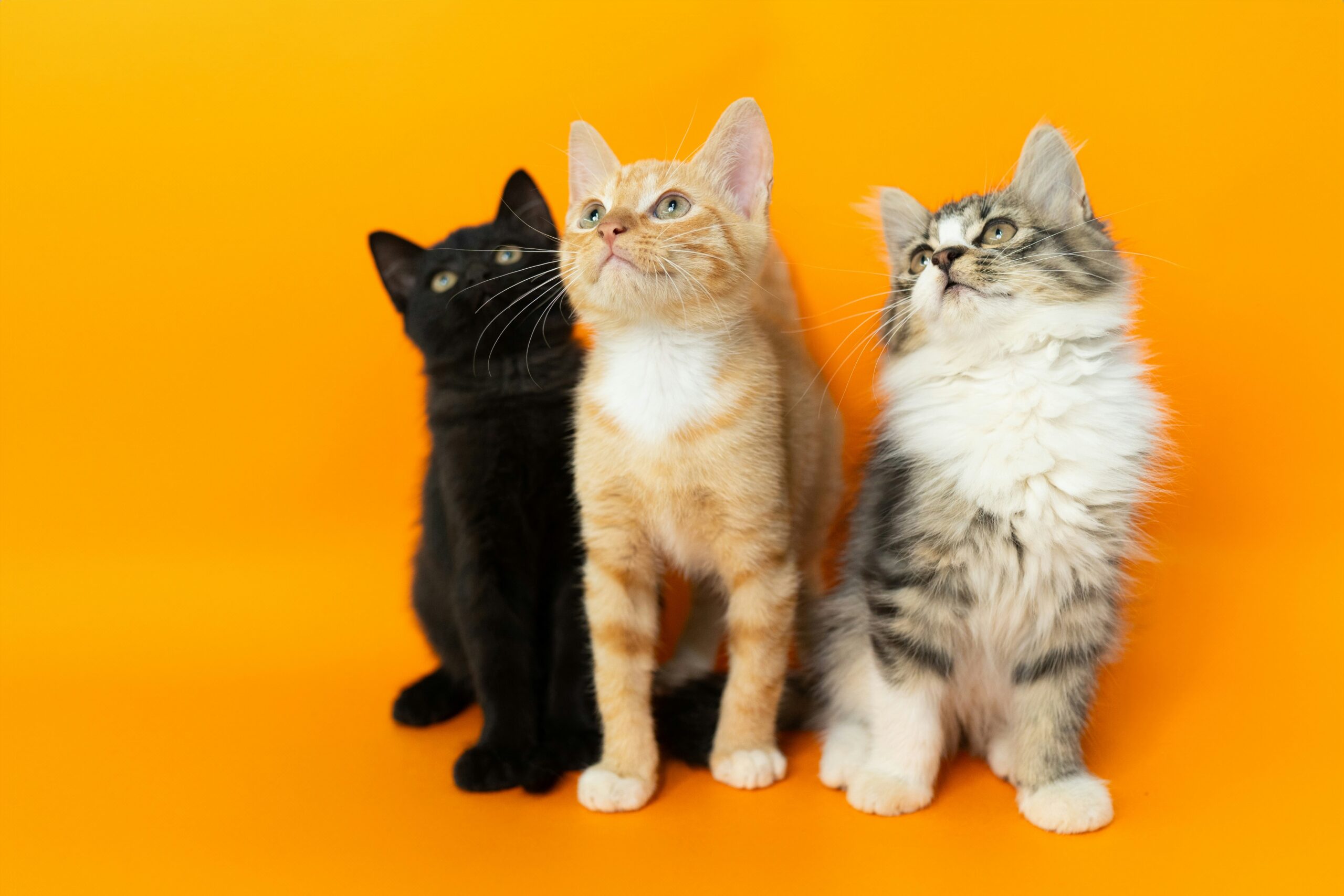 Why Orange Cats Tend to Be Male: The Fascinating Genetics Behind Their ...