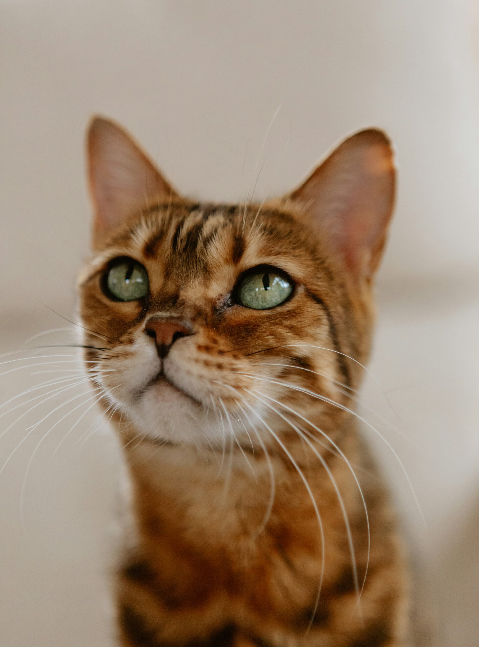 Why Orange Cats Tend to Be Male: The Fascinating Genetics Behind Their ...
