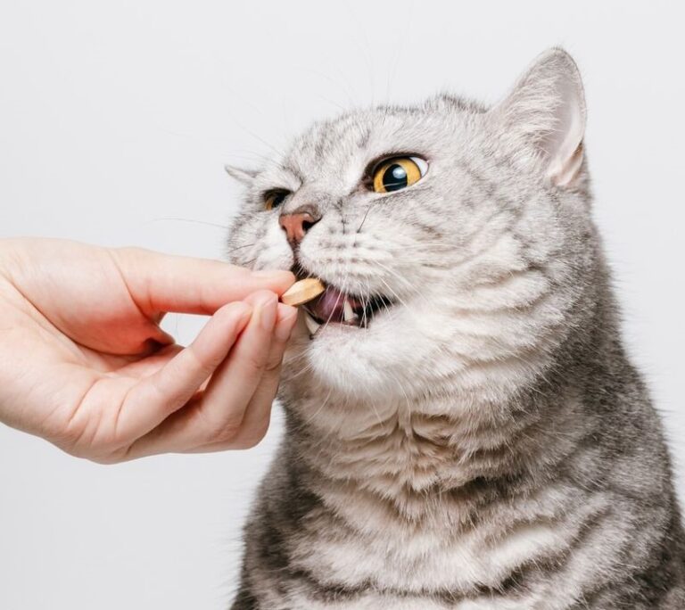 9 Ways to Feed Medicine to Your Cat Without Losing Your Mind