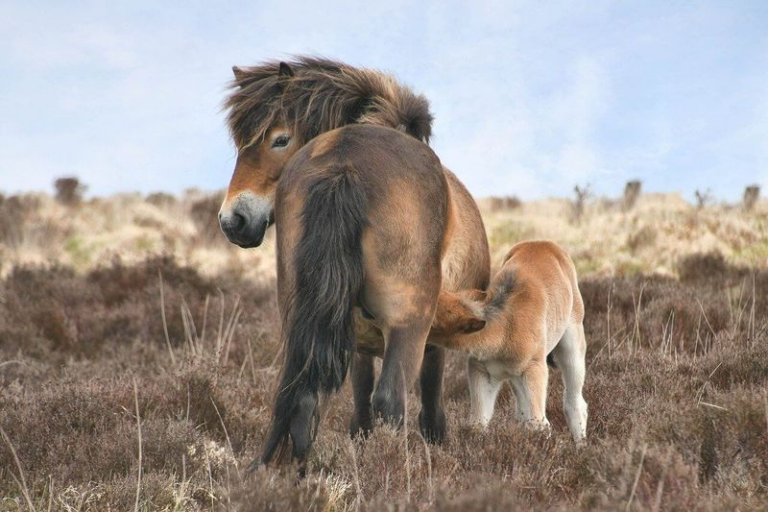 18 Smallest Horse Breeds That Show Prettiest Things Come In Tiniest ...