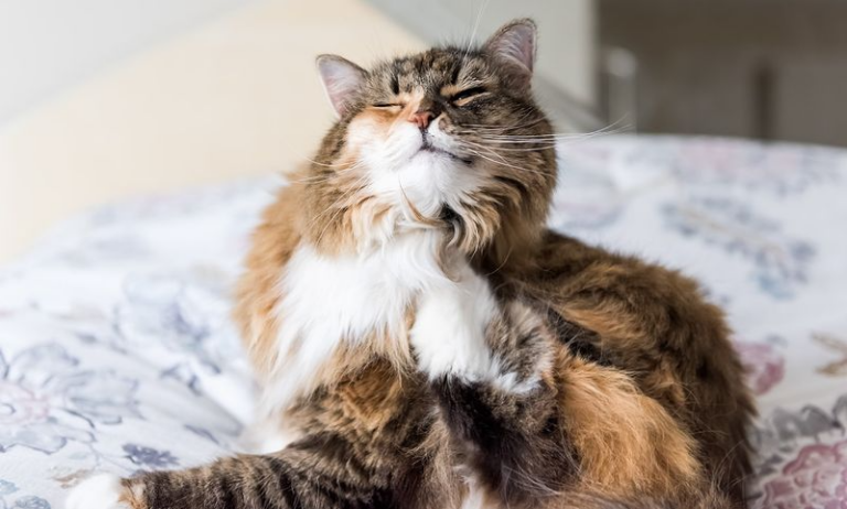 Why Does My Cat Have Dandruff? 13 Causes and Easy Fixes