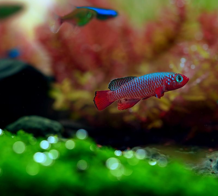 15 Budget-Friendly Aquatic Pets You Don't Need a Fancy Aquarium For