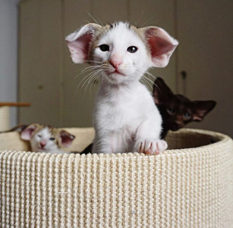 19 Cat Breeds That Stay Small and Snuggly—Forever!