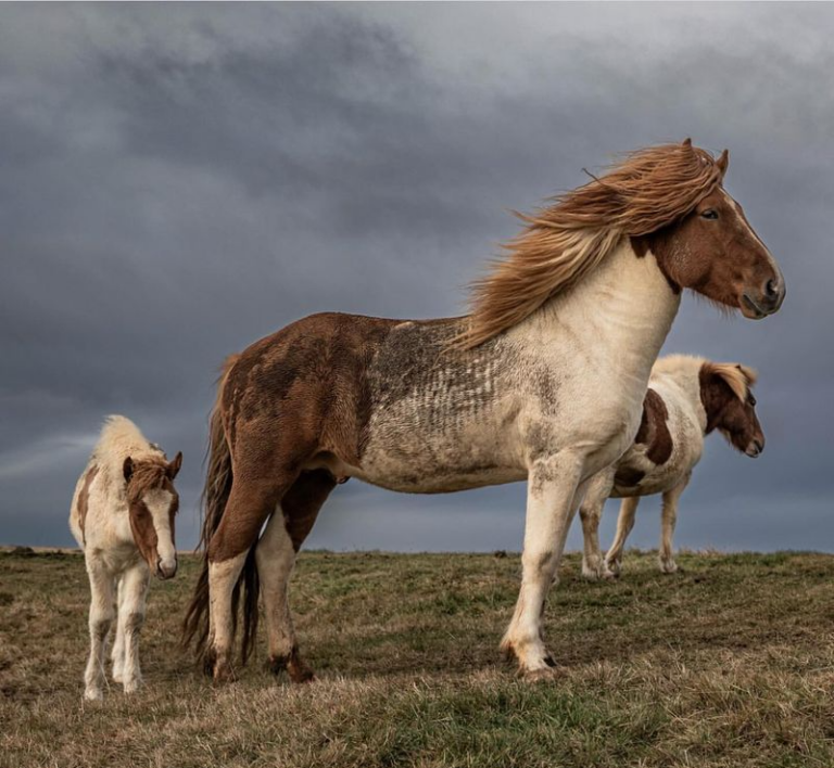 18 Smallest Horse Breeds That Show Prettiest Things Come In Tiniest ...